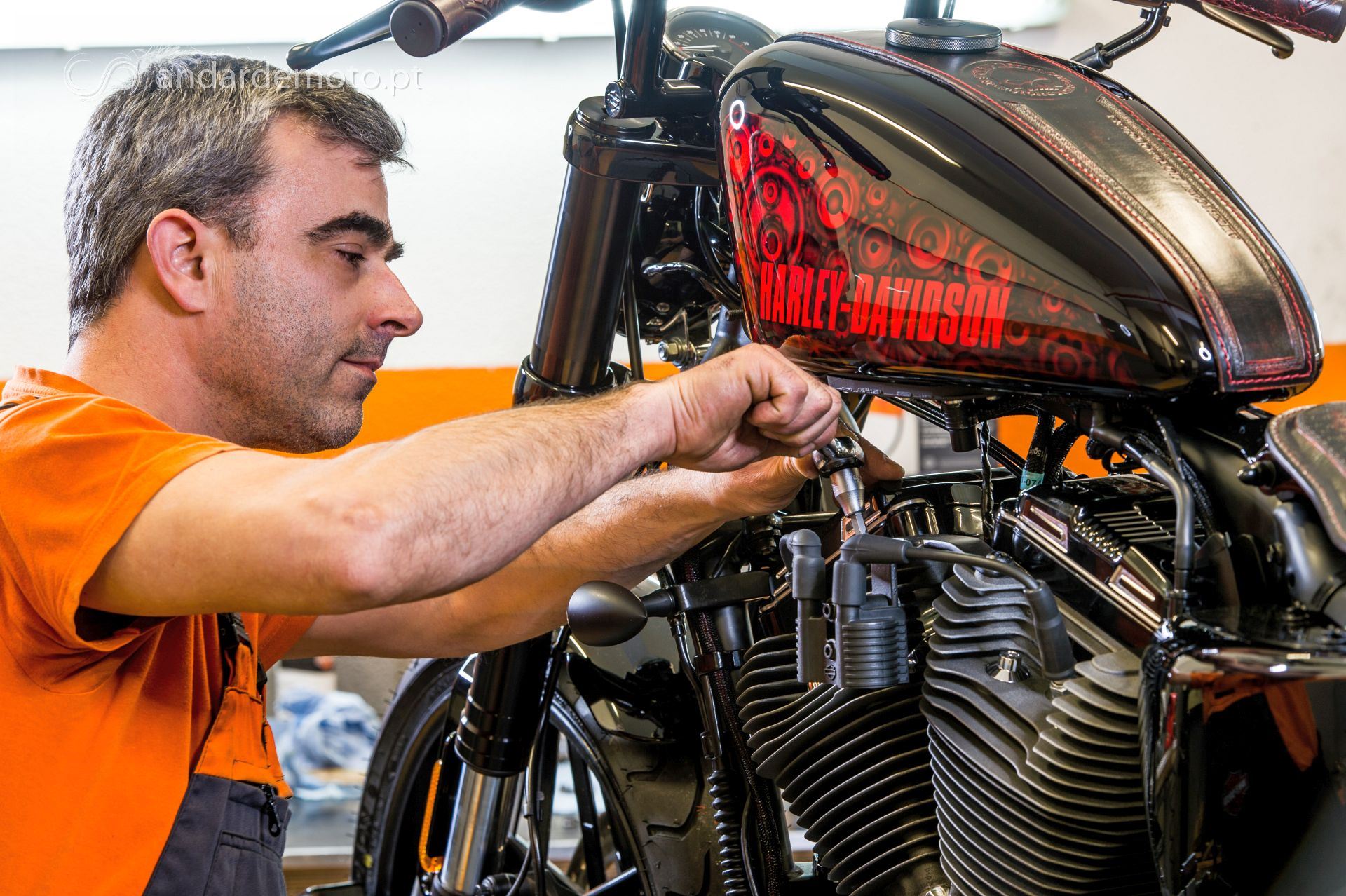 Harley-Davidson Sportster Roadster Metal Snake - a candidata - MotoNews ...