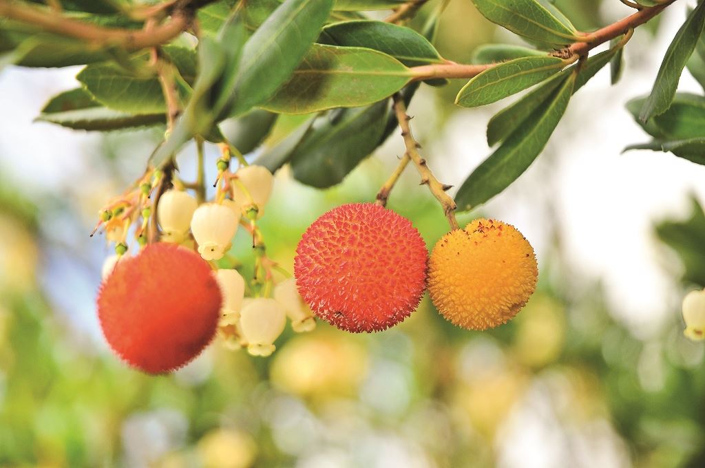 FACECO 2014 - Debate sobre a valorização da aguardente de medronho ...