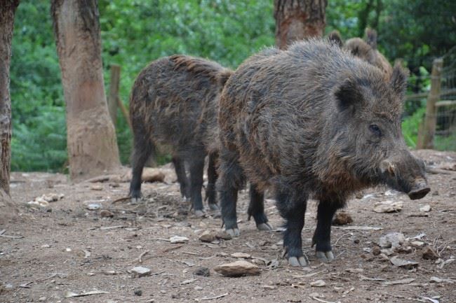 Javali é o animal do mês de Fevereiro no Parque Biológico da Serra da ...